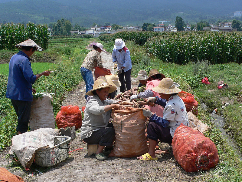 Corn and Poverty in a Remote Chinese Village - The Borgen Project