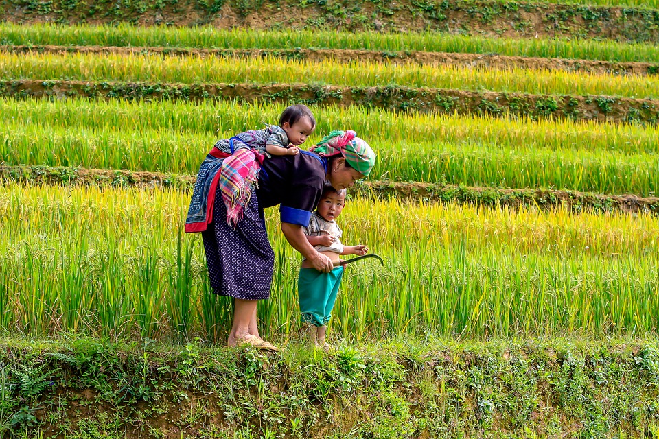 Climate Smart Crops: Helping Farmers in Asia and Africa