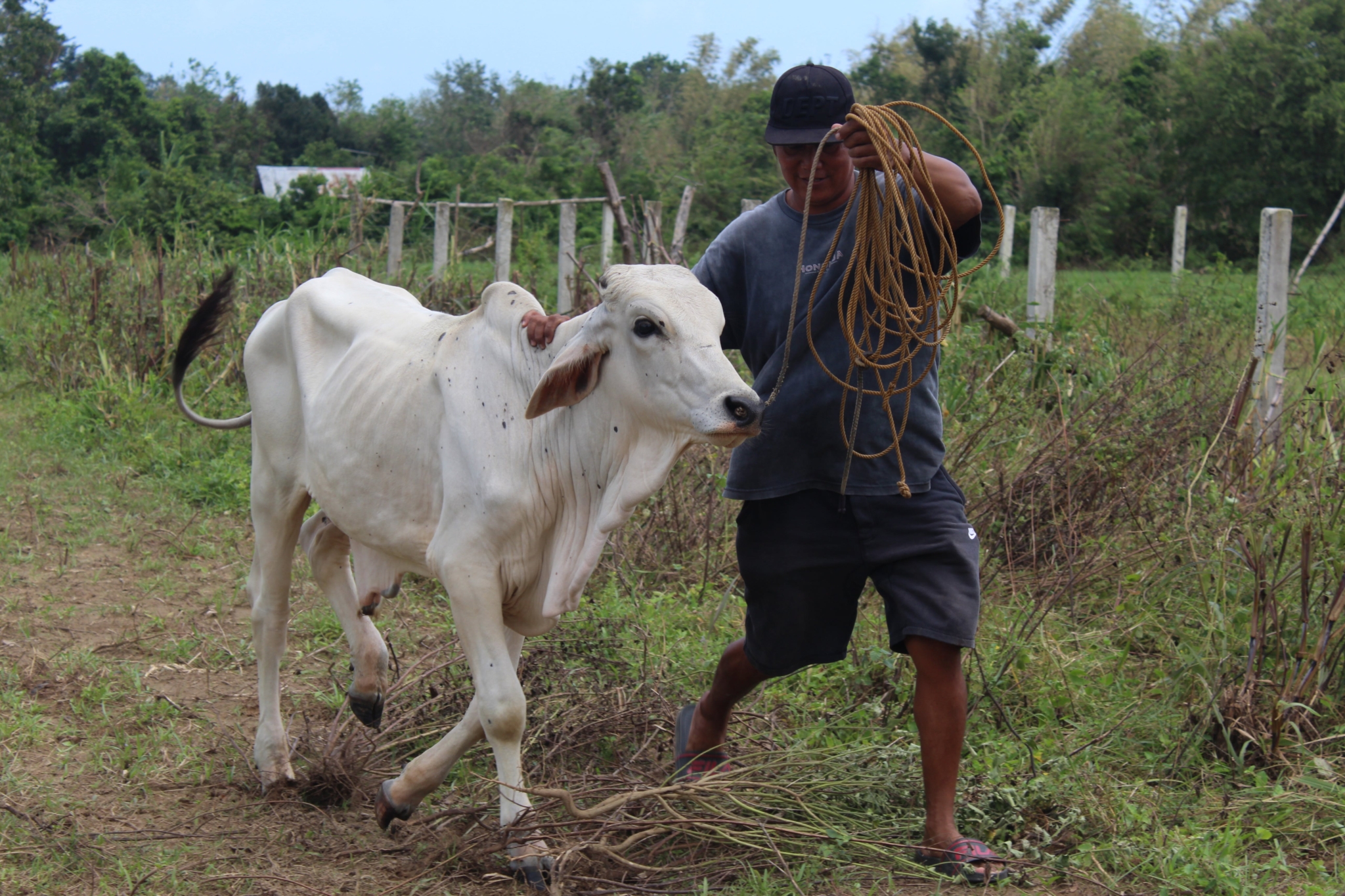 Ripple Effect: The Organization Empowering Ugandans With Cows - The ...
