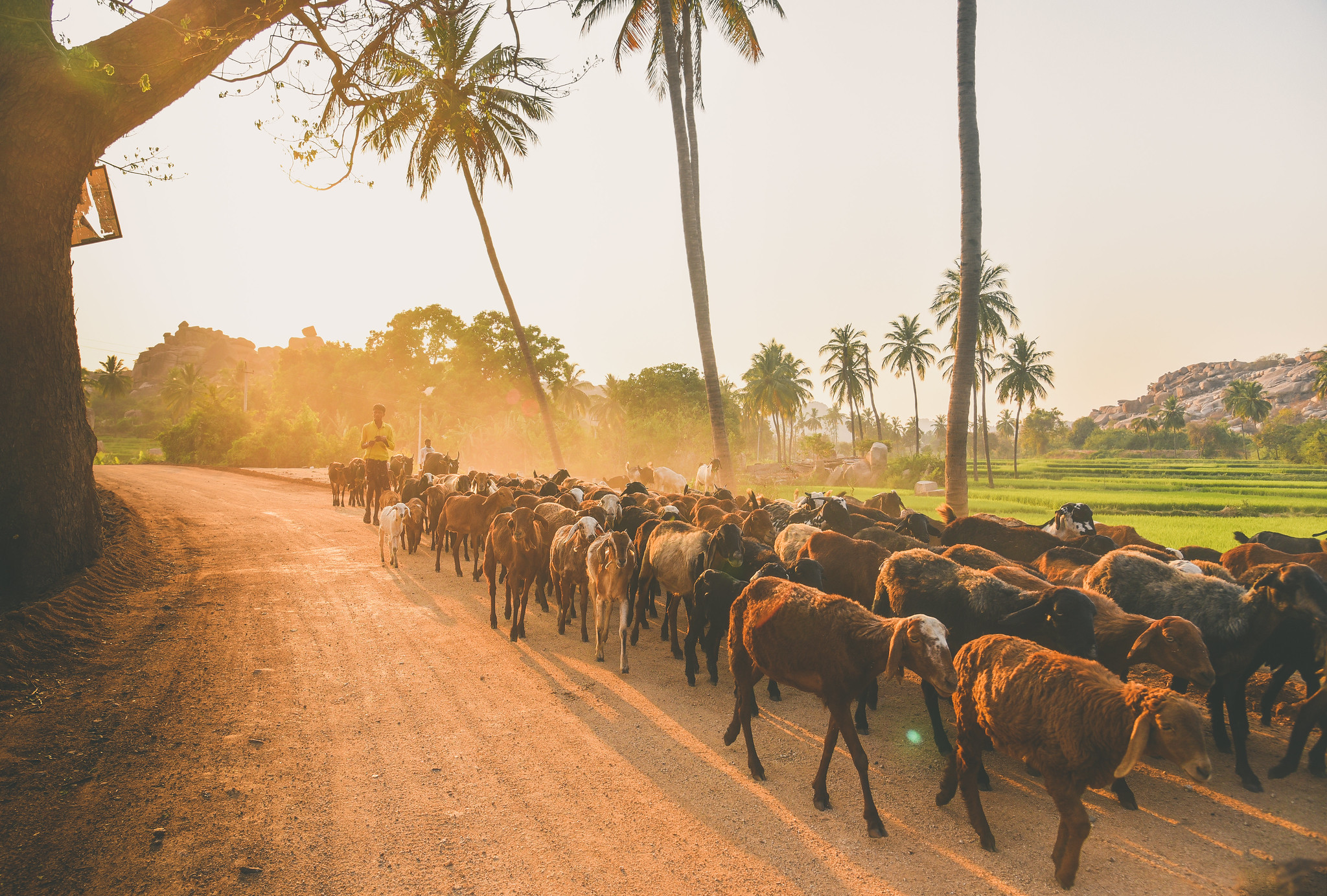 Green Progress: Updates on SDG 15 in India - The Borgen Project