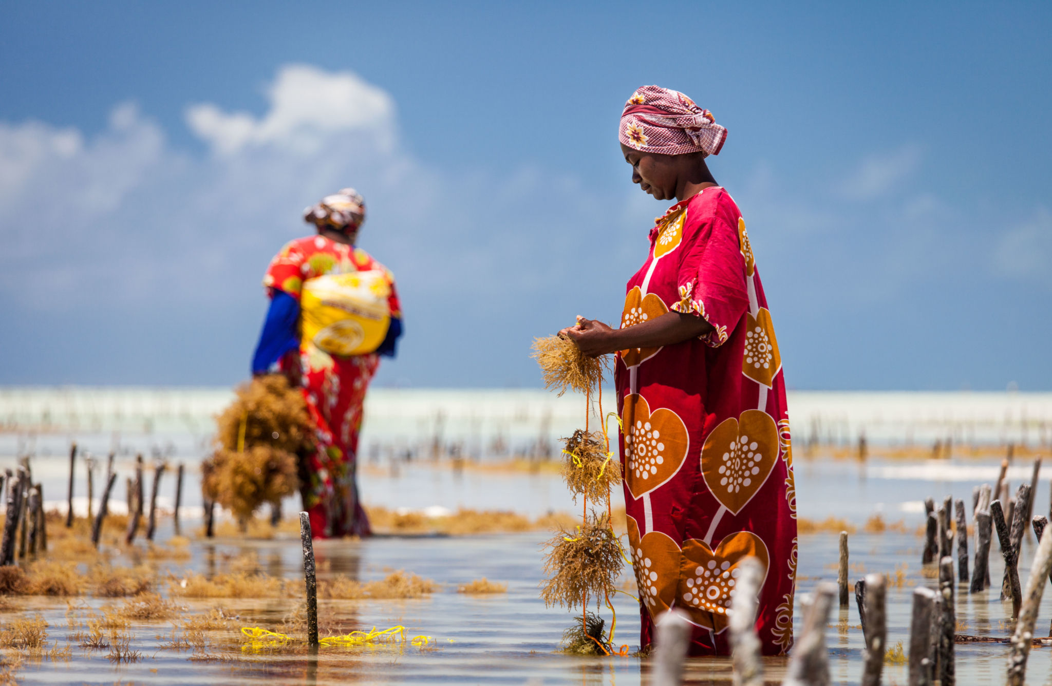 Seaweed Farming in Zanzibar: Lifting Farmers Out of Poverty - The ...