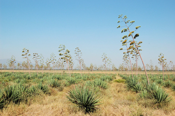 The Potential of the Sisal Plant in Addressing Period Poverty - The ...