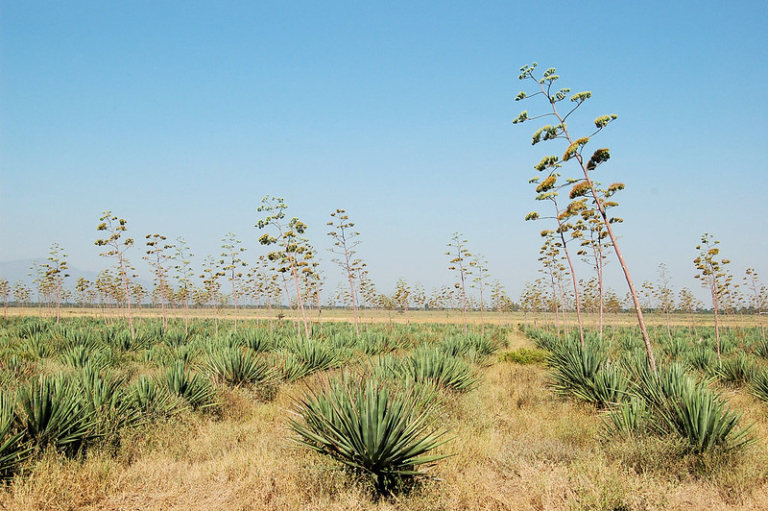 The Potential of the Sisal Plant in Addressing Period Poverty - The ...