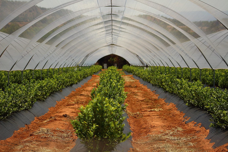 The Benefits of Smart Farming in Greece - The Borgen Project
