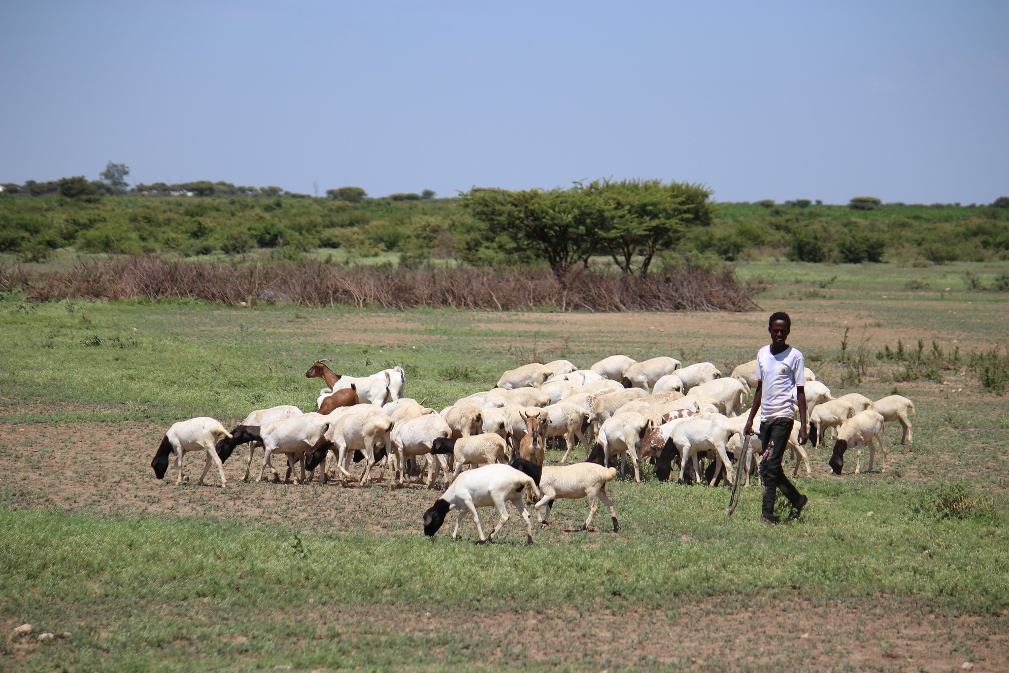 TIKA’s Work to Support Somaliland’s Farmers - The Borgen Project