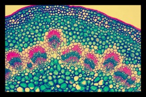 Stem Cells 101 – Regenerative Medicine, to What Extent?