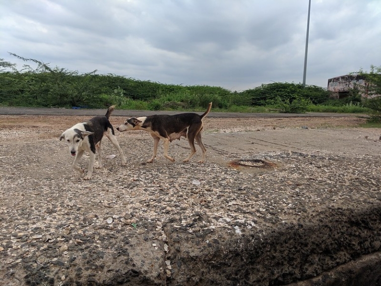 Coconut Hounds: Caring for Stray Dogs in the Dominican Republic - The ...