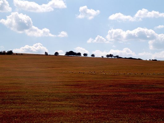 Sustainable Agriculture in Moldova Key Part of Economic Growth