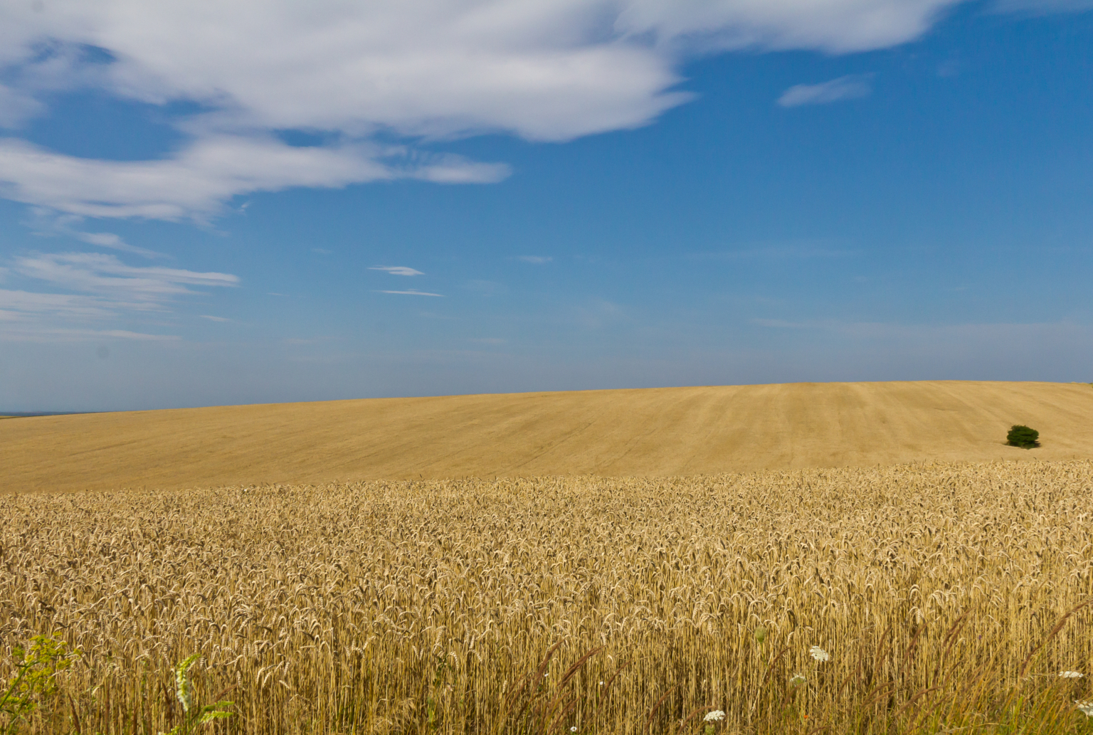 The Challenge of Sustaining Ukraine’s Agricultural Sector - The Borgen ...