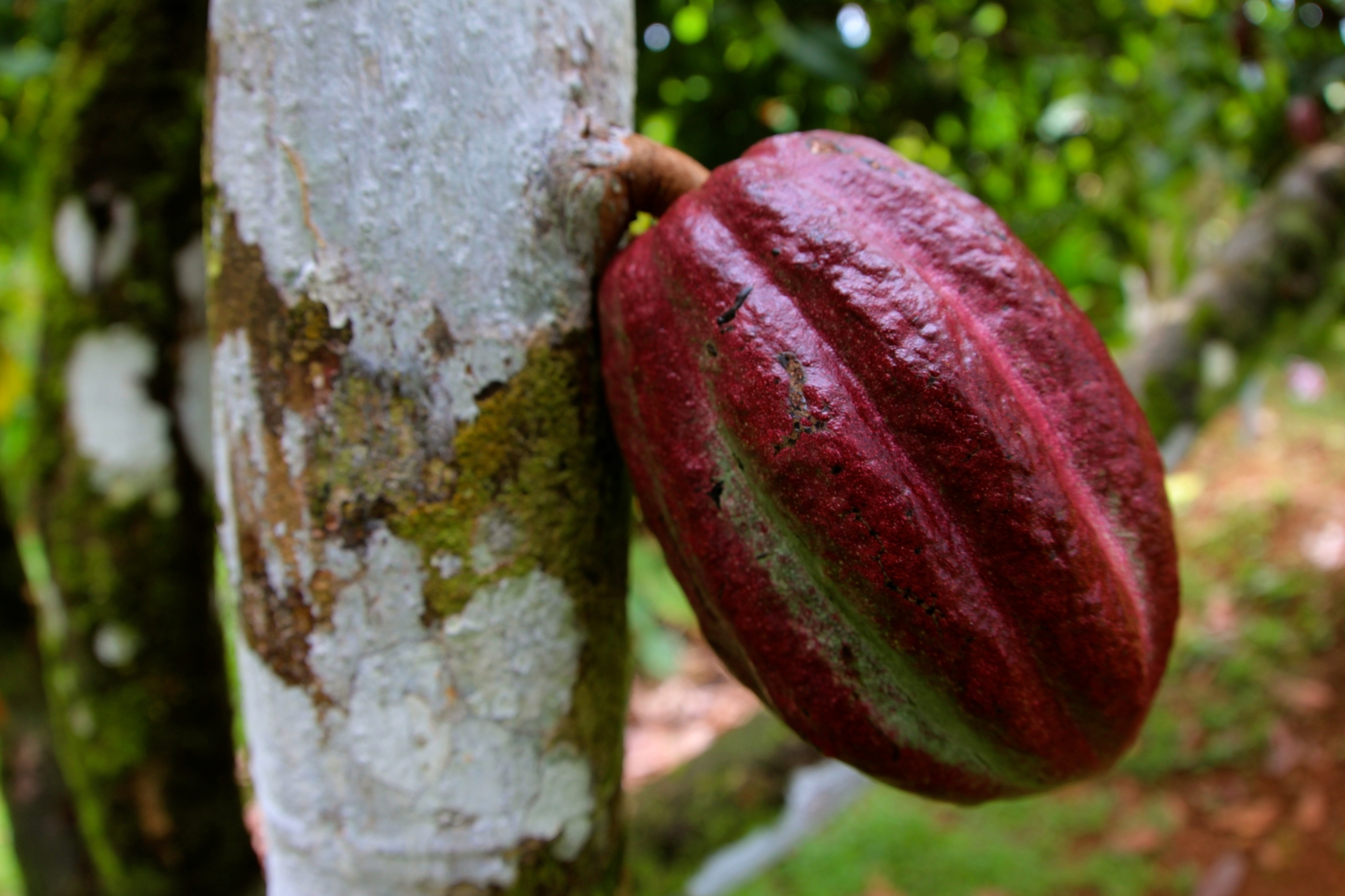 The World Cocoa Foundation: Sustainable Cocoa for a Rich Future - The ...