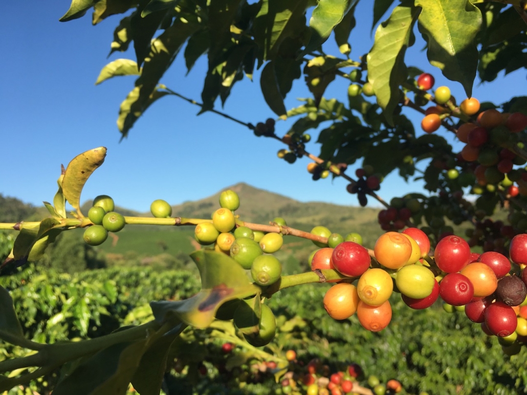 Brazil’s Drought Impacts Coffee and Orange Production - The Borgen Project