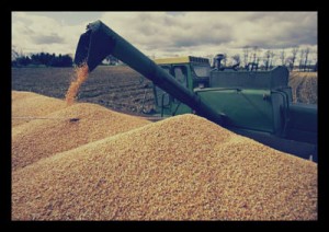 Corn: A Cornerstone of Global Food Security