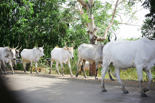 How Crowdfarming is Optimizing Livestock Production in Ghana - The ...