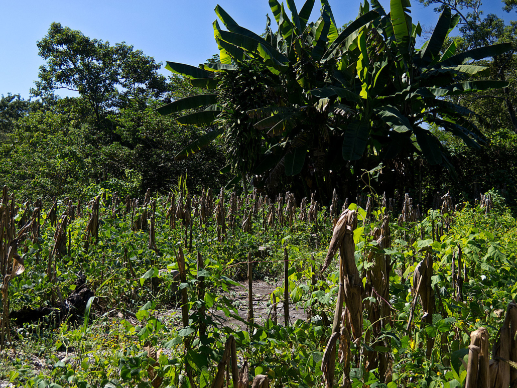 Mexico's Milpa Farms Offer Model of Sustainability - The Borgen Project