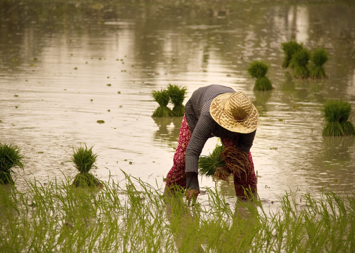 Combating Rice Farmer Poverty - The Borgen Project