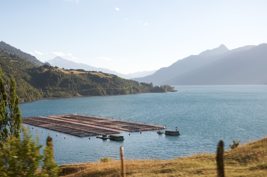 Salmon Farming in Chile: The Ugly Truth - The Borgen Project