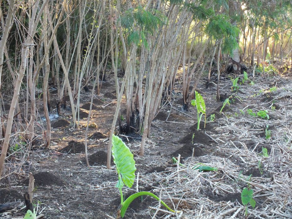 Enabling Sustainable Agriculture in Tonga - The Borgen Project
