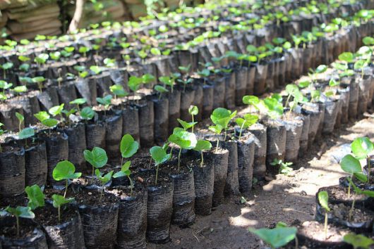 Seeds of Sustainable Agriculture in Guatemala - The Borgen Project